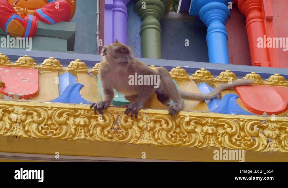 Climbing monkey detail Stock Videos & Footage - HD and 4K Video Clips ...