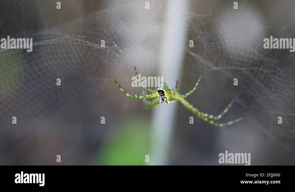 Australian stinger Stock Videos & Footage - HD and 4K Video Clips - Alamy