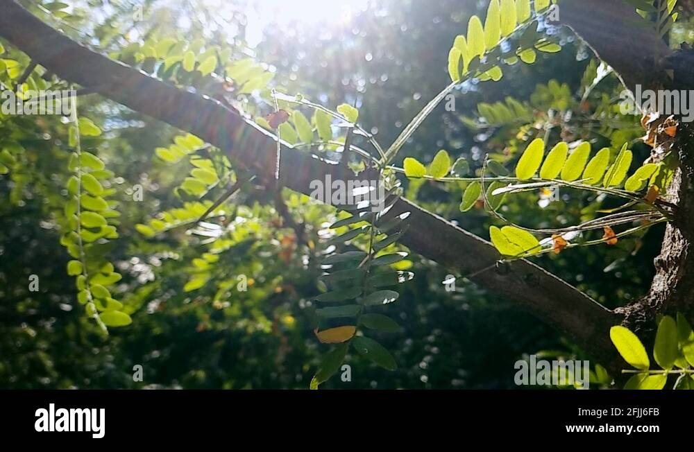 Through tree tops Stock Videos & Footage - HD and 4K Video Clips - Alamy