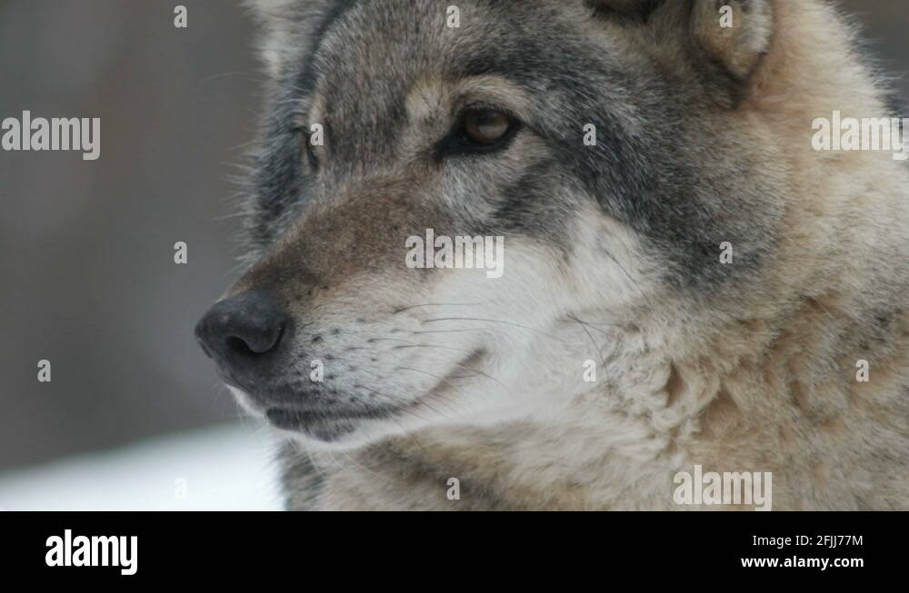 muzzle gray wolf, close-up Stock Video Footage - Alamy
