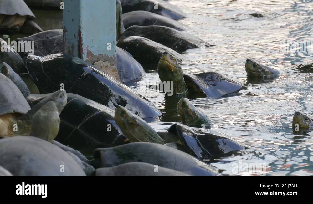 Turtles Turtle Eye Turtle herd Thai Turtles Thai Turtle herd Thailand ...