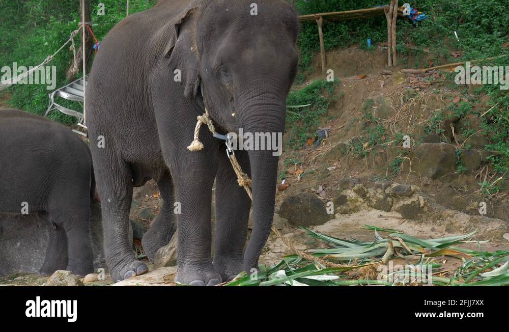 Jungle ropes Stock Videos & Footage - HD and 4K Video Clips - Alamy