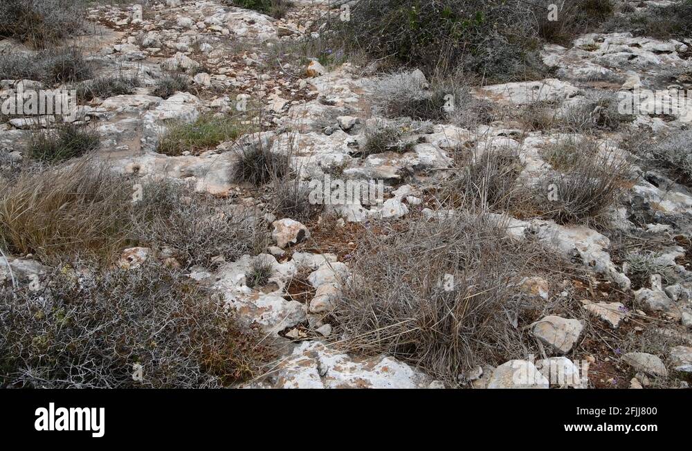 Cyprus Flora Stock Videos And Footage Hd And 4k Video Clips Alamy