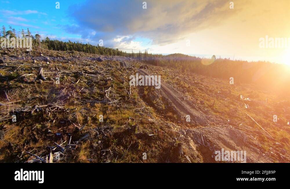 Deforestation trees log sky damage Stock Videos & Footage - HD and 4K ...