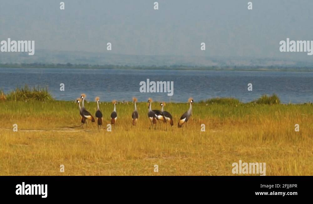 Crested crane uganda flag Stock Videos & Footage - HD and 4K Video ...