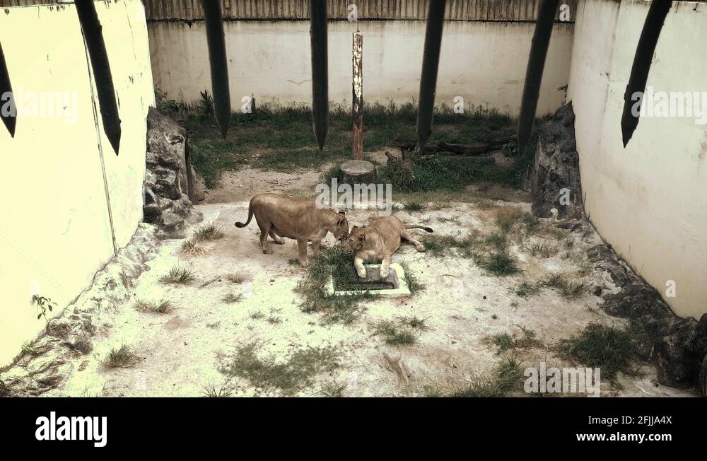 Lion chained Stock Videos & Footage - HD and 4K Video Clips - Alamy