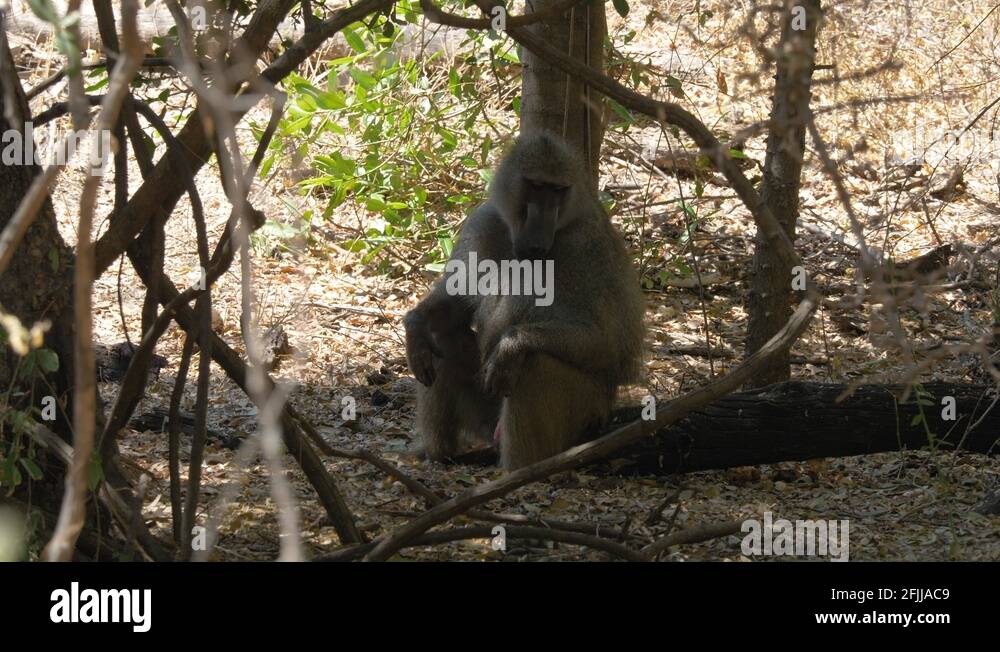 Monkey of the deep forest Stock Videos & Footage - HD and 4K Video ...