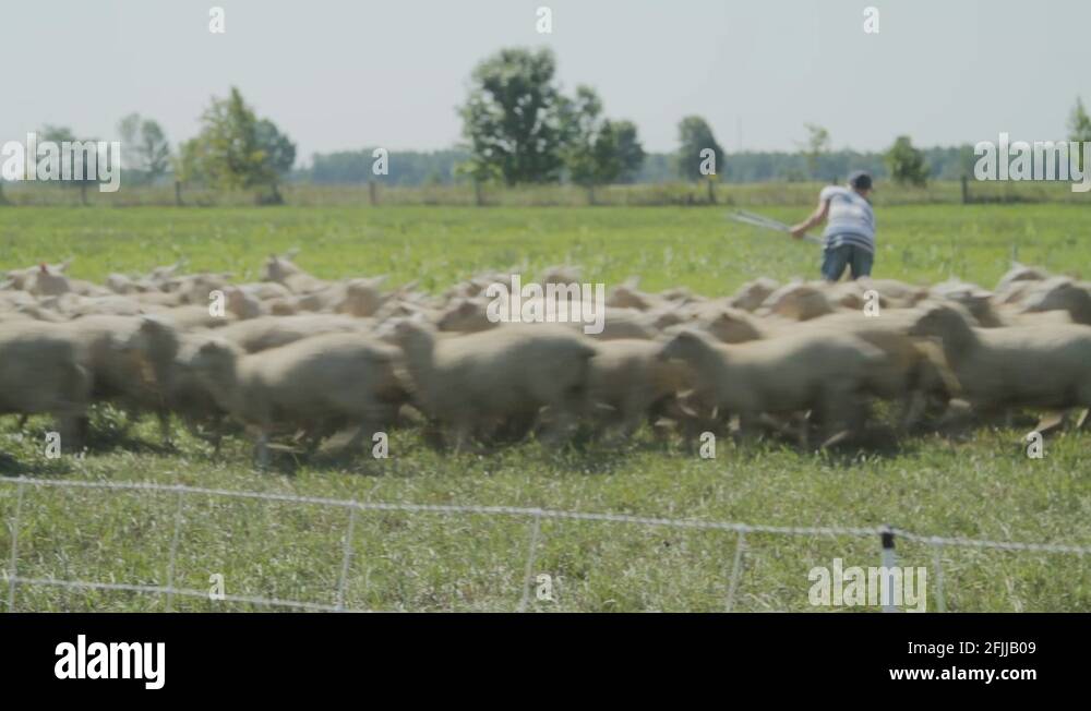 Alpaca and sheep Stock Videos & Footage - HD and 4K Video Clips - Alamy