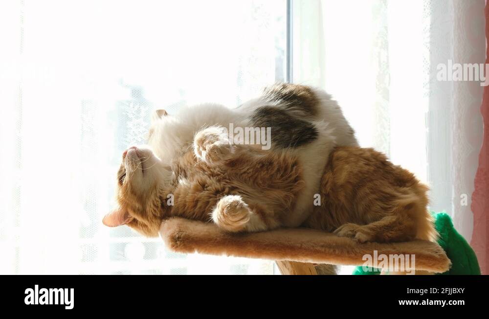 The cat bites another cat for withers, a spring hormonal splash in the ...