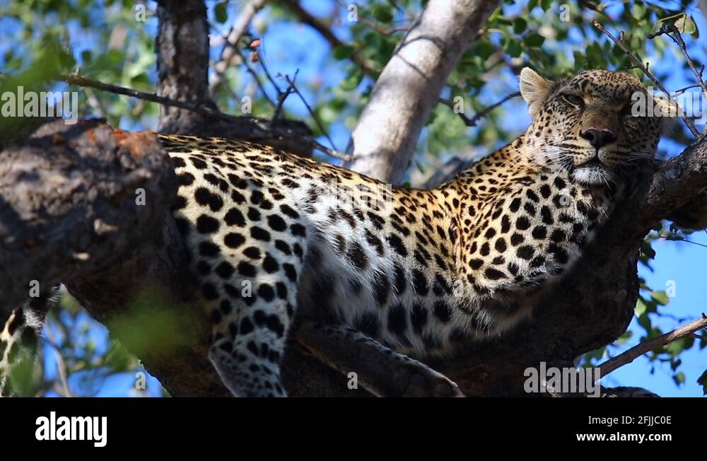 Belly sleeping Stock Videos & Footage - HD and 4K Video Clips - Alamy