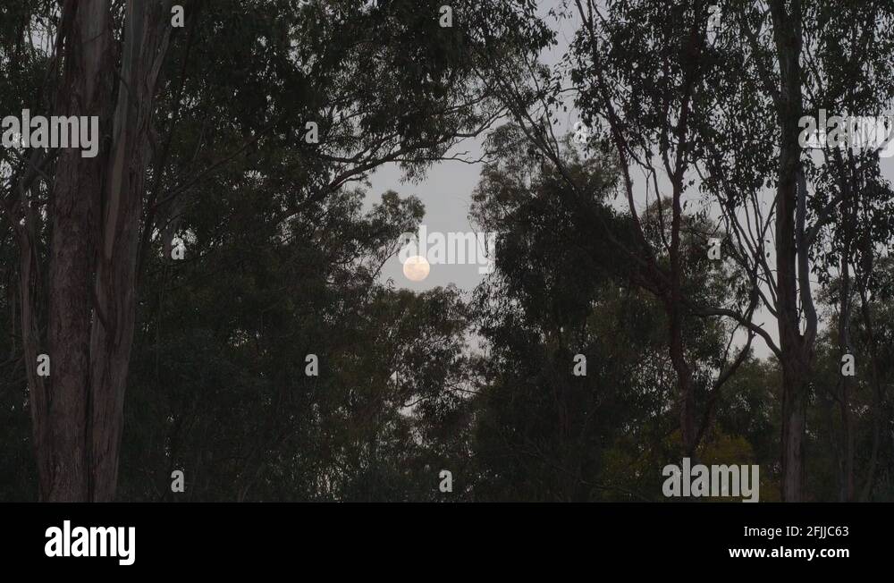 Moon trees australia Stock Videos & Footage - HD and 4K Video Clips - Alamy