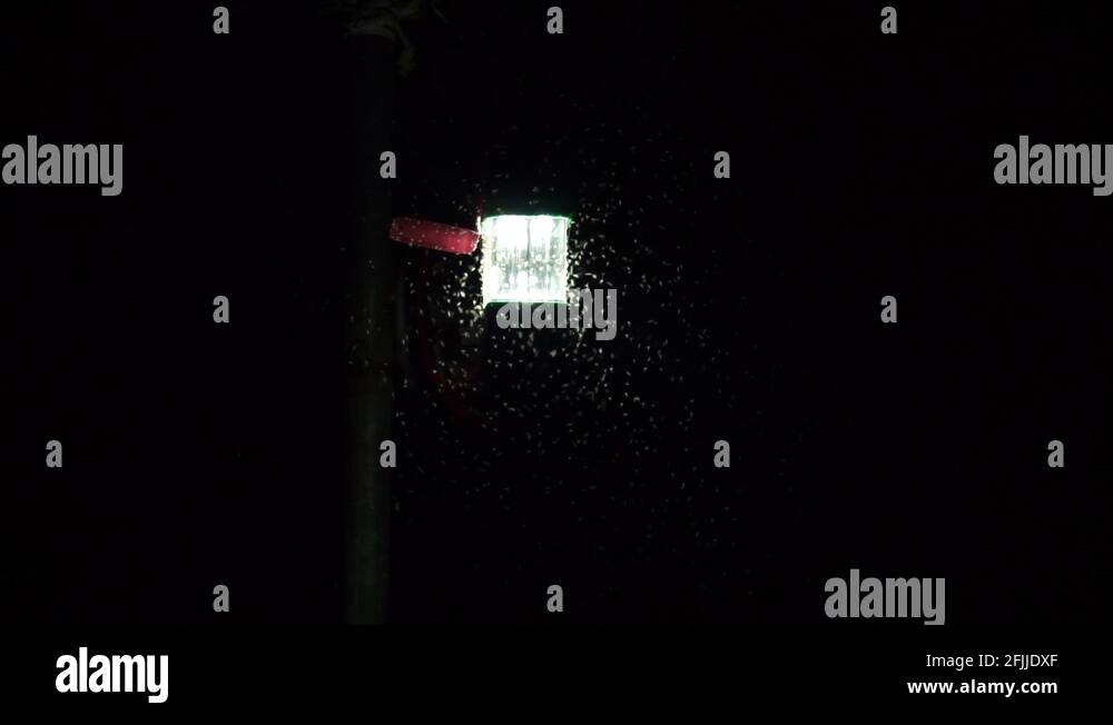 Moths flying around light Stock Videos & Footage - HD and 4K Video ...