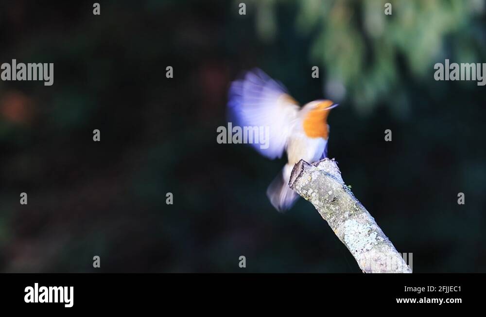 Landing robin Stock Videos & Footage - HD and 4K Video Clips - Alamy