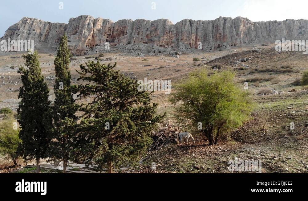 Instagram horse Stock Videos & Footage - HD and 4K Video Clips - Alamy