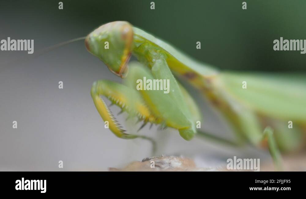 Paws over face animal Stock Videos & Footage - HD and 4K Video Clips ...