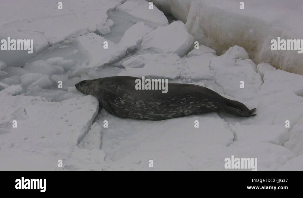 Seal under sea ice Stock Videos & Footage - HD and 4K Video Clips - Alamy