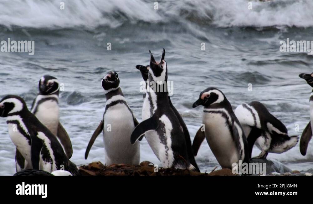 Penguin mating Stock Videos & Footage - HD and 4K Video Clips - Alamy