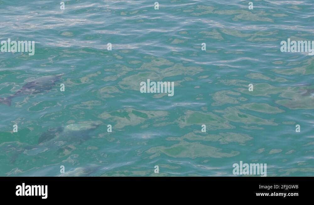 Rarest species Stock Videos & Footage - HD and 4K Video Clips - Alamy