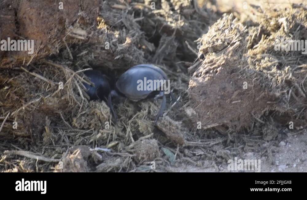 Flightless addo dung beetle Stock Videos & Footage - HD and 4K Video ...