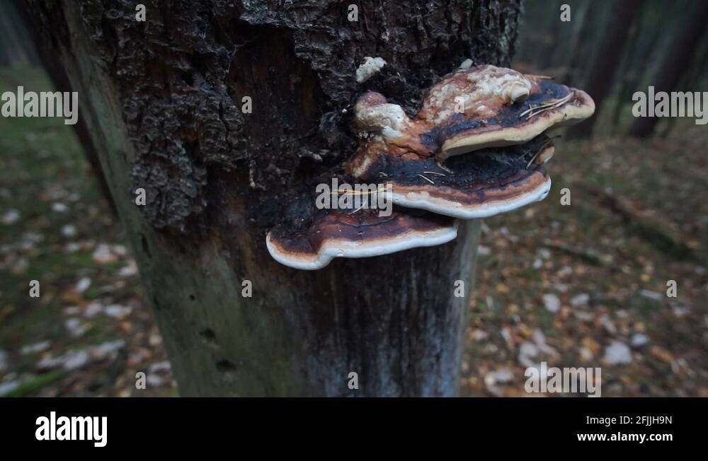 Mushroom growing on tree with roots Stock Videos & Footage - HD and 4K ...