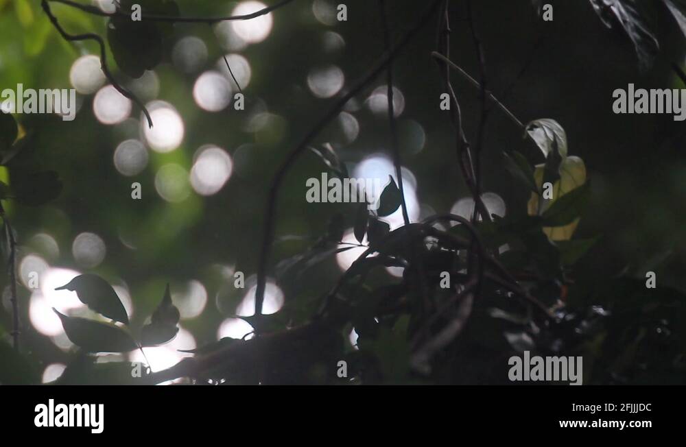 Primate nest Stock Videos & Footage - HD and 4K Video Clips - Alamy