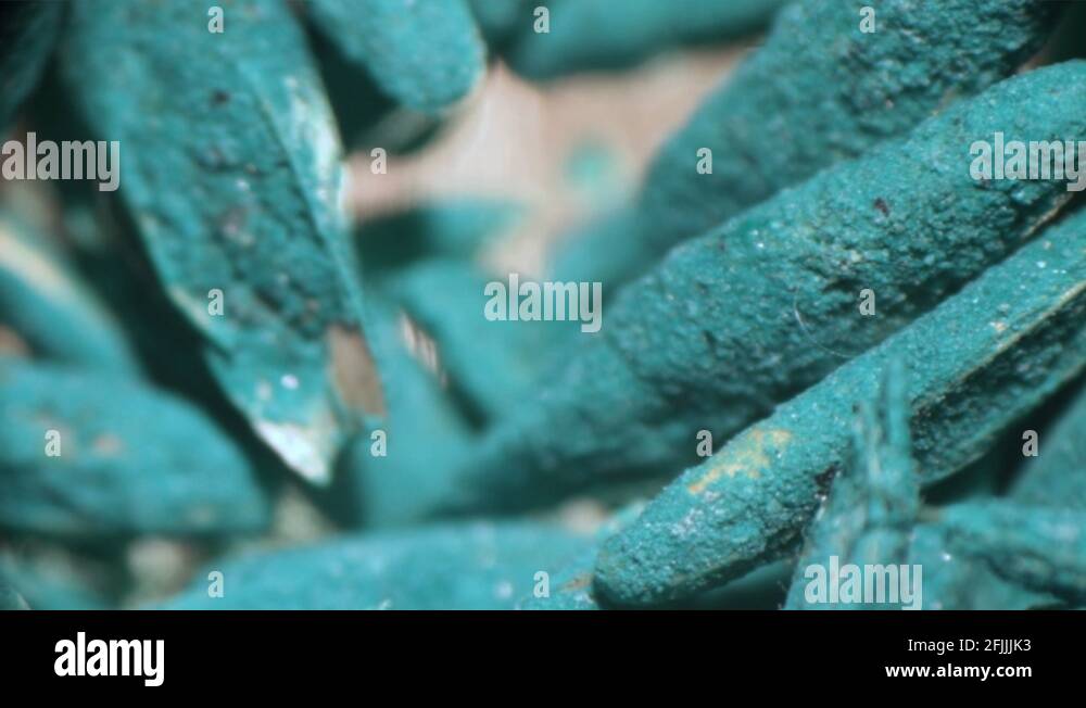 Seed germinate microscope Stock Videos & Footage - HD and 4K Video ...