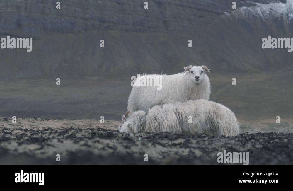 Dead sheep Stock Videos & Footage - HD and 4K Video Clips - Alamy