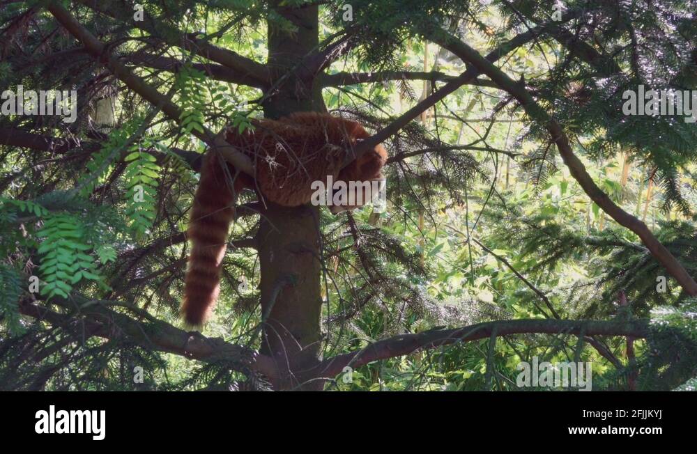 Sleep tree Stock Videos & Footage - HD and 4K Video Clips - Alamy