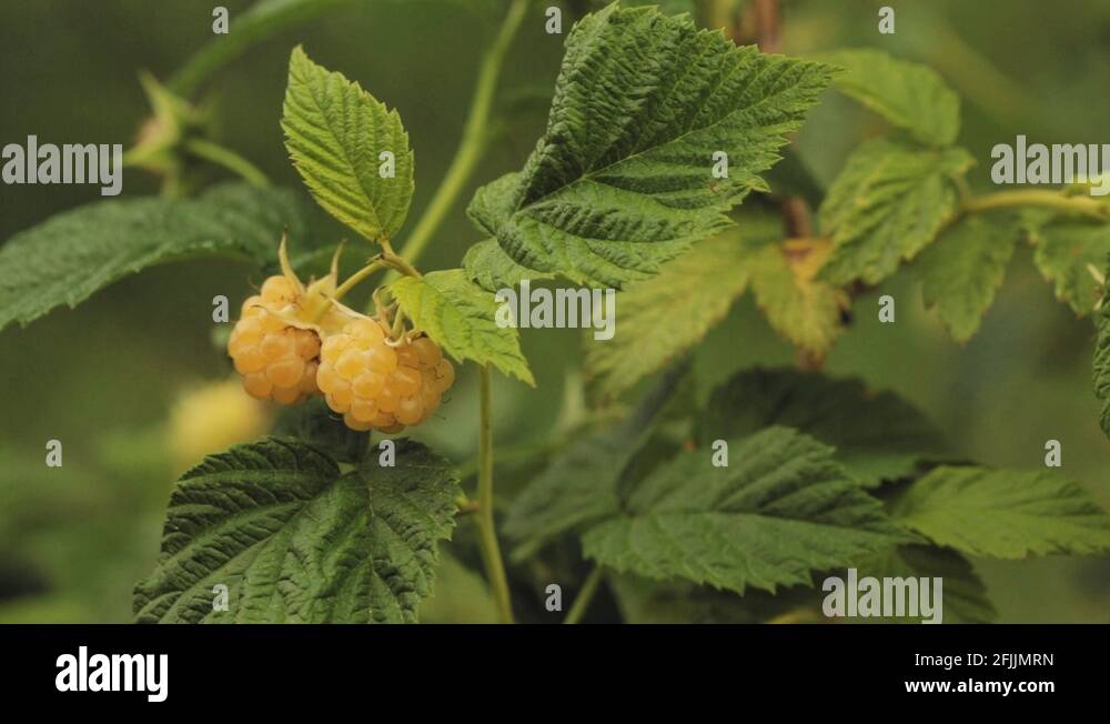 Golden yellow fruit Stock Videos & Footage - HD and 4K Video Clips - Alamy
