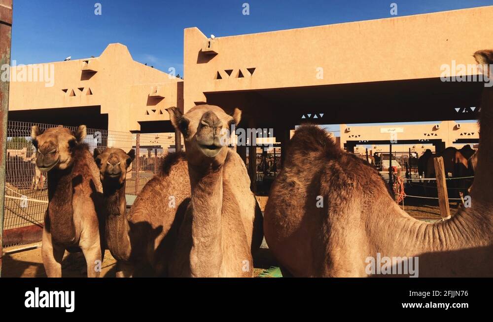 Middle east animal market Stock Videos & Footage - HD and 4K Video ...