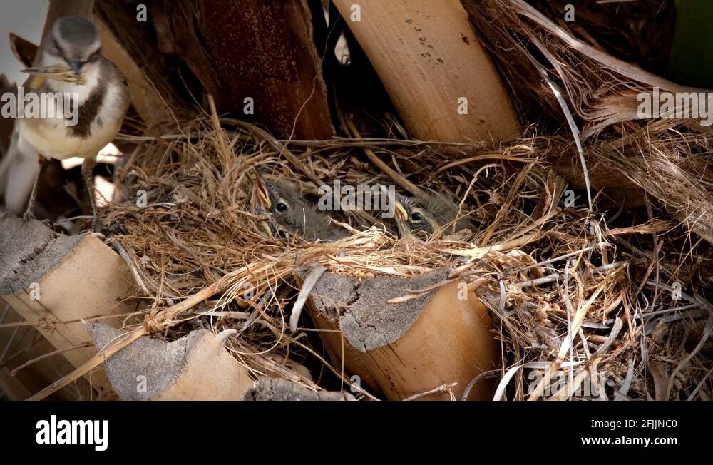 Feeding insects Stock Videos & Footage - HD and 4K Video Clips - Alamy