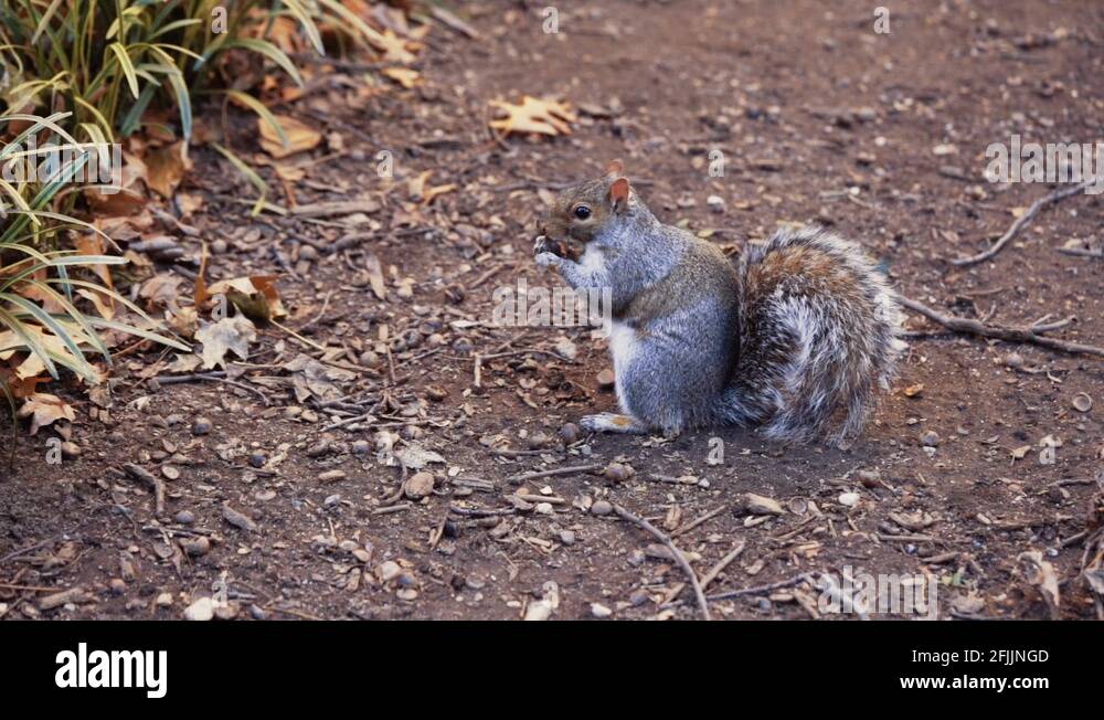 Acorn squirrel Stock Videos & Footage - HD and 4K Video Clips - Alamy