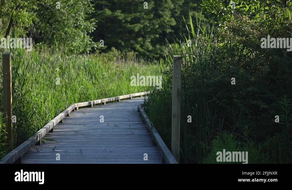 Sunlight on pathway Stock Videos & Footage - HD and 4K Video Clips - Alamy
