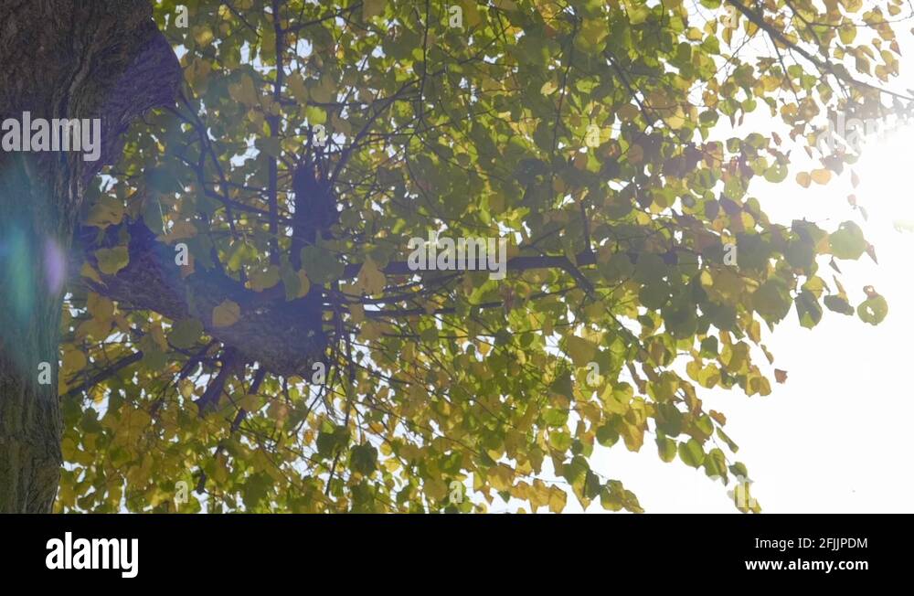 Lens flare through tree canopy, pan right shot under tree to view of ...