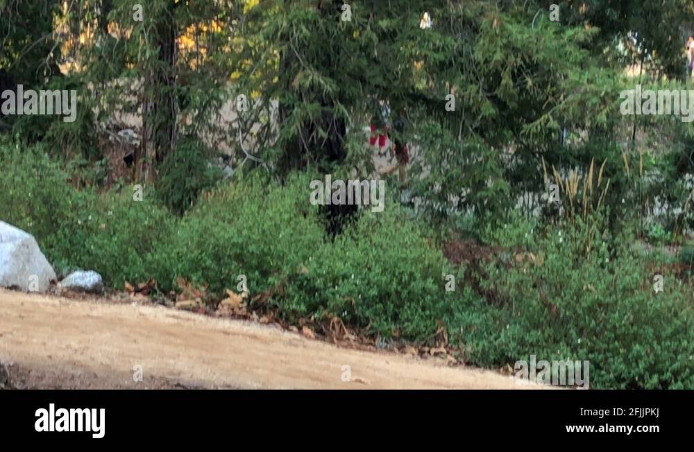 Giant fir tree Stock Videos & Footage - HD and 4K Video Clips - Alamy