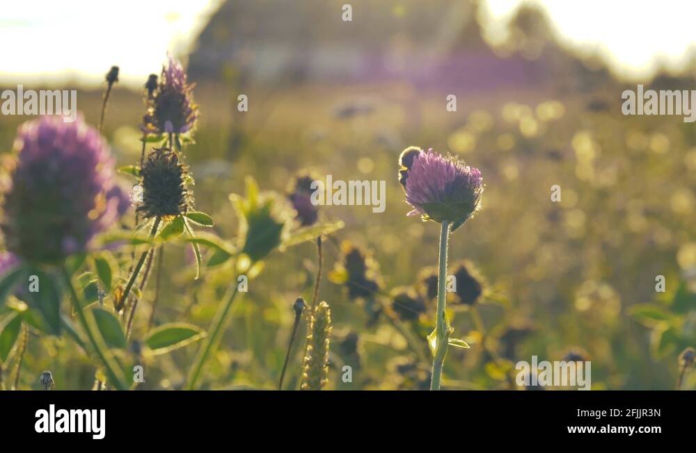 Bee hard work Stock Videos & Footage - HD and 4K Video Clips - Alamy