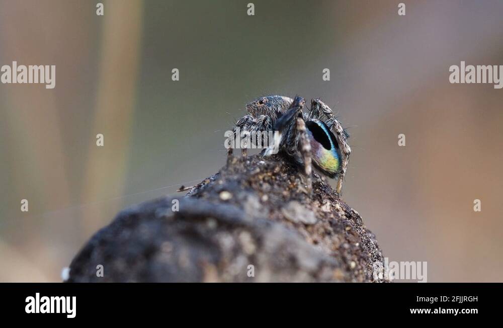 Spider facing camera Stock Videos & Footage - HD and 4K Video Clips - Alamy