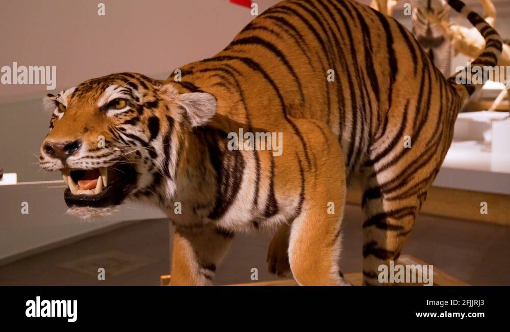 Tiger poaching Stock Videos & Footage - HD and 4K Video Clips - Alamy