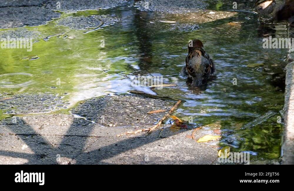 Three small birds cooling off and drinking from a puddle on the ...