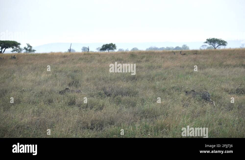 Cheetah stalking prey Stock Videos & Footage - HD and 4K Video Clips ...