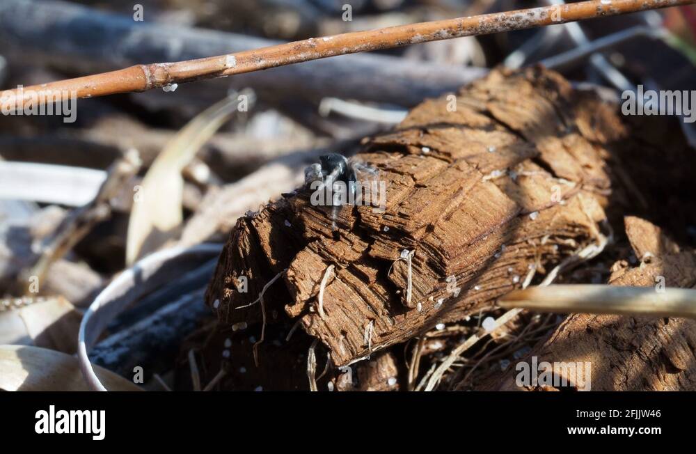 Beach wrack Stock Videos & Footage - HD and 4K Video Clips - Alamy