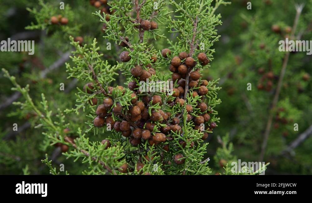 Ornamental island Stock Videos & Footage - HD and 4K Video Clips - Alamy