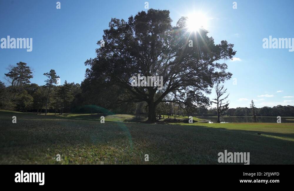 Oak tree in country Stock Videos & Footage - HD and 4K Video Clips - Alamy