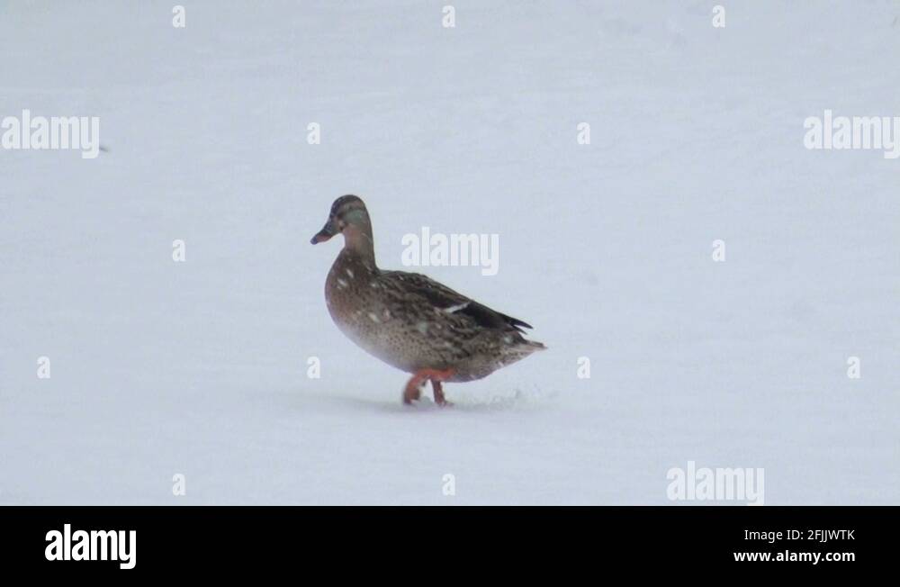 Duck running Stock Videos & Footage - HD and 4K Video Clips - Alamy