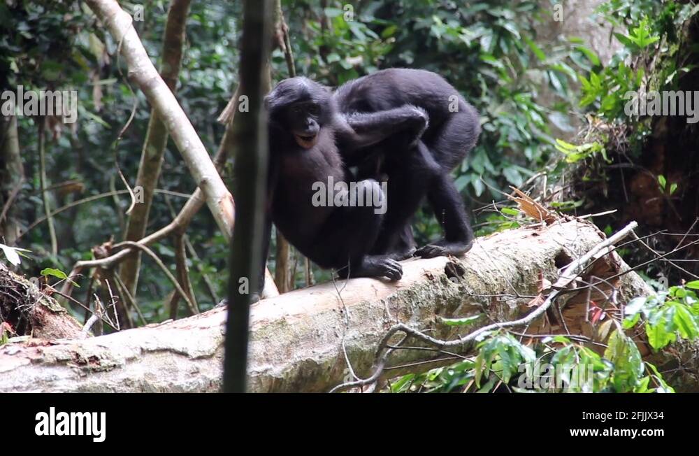 Bonobos Stock Videos & Footage - HD and 4K Video Clips - Alamy