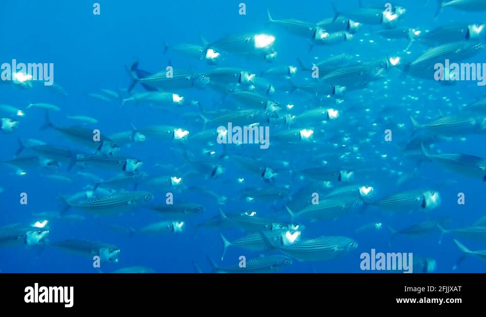 Blue mackerel Stock Videos & Footage - HD and 4K Video Clips - Alamy