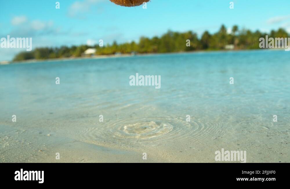 Water husk tree Stock Videos & Footage - HD and 4K Video Clips - Alamy