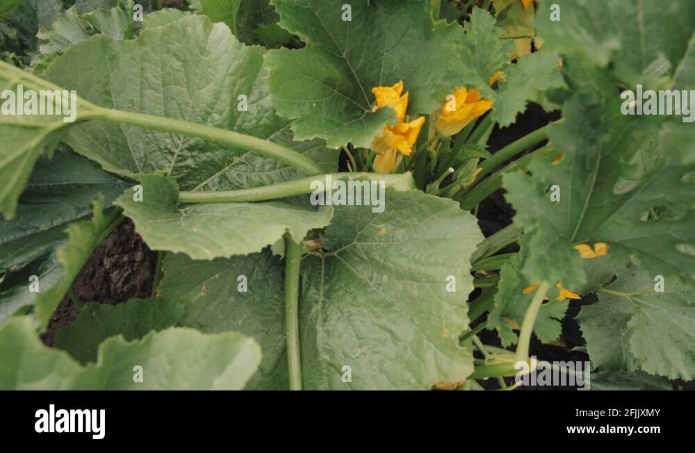 Courgette plants garden Stock Videos & Footage - HD and 4K Video Clips ...