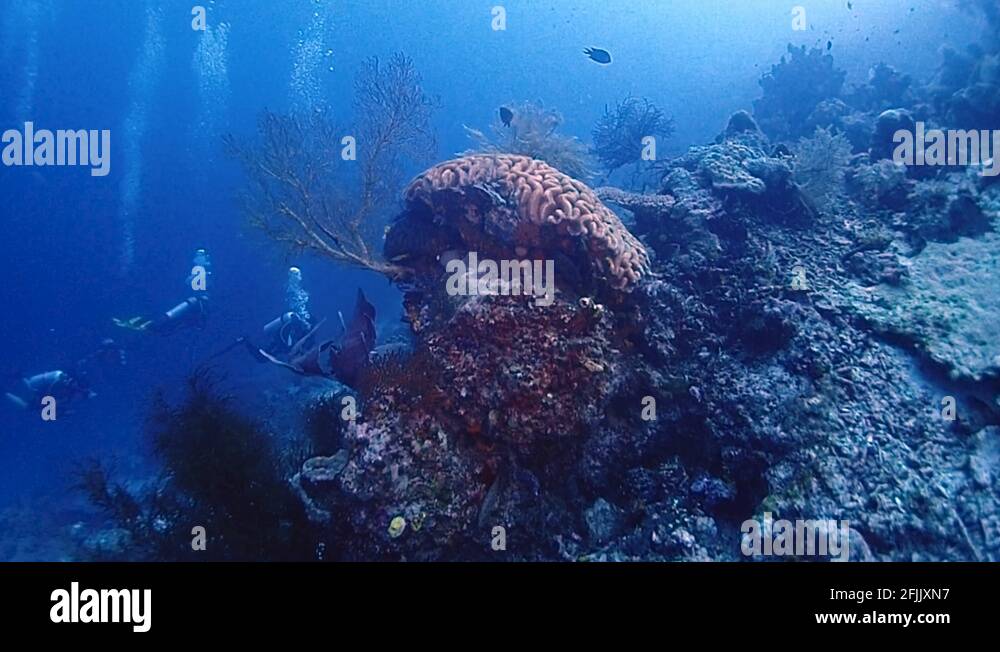 Coral reef sea fans Stock Videos & Footage - HD and 4K Video Clips - Alamy