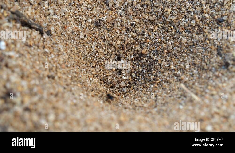 Trap pit Stock Videos & Footage - HD and 4K Video Clips - Alamy